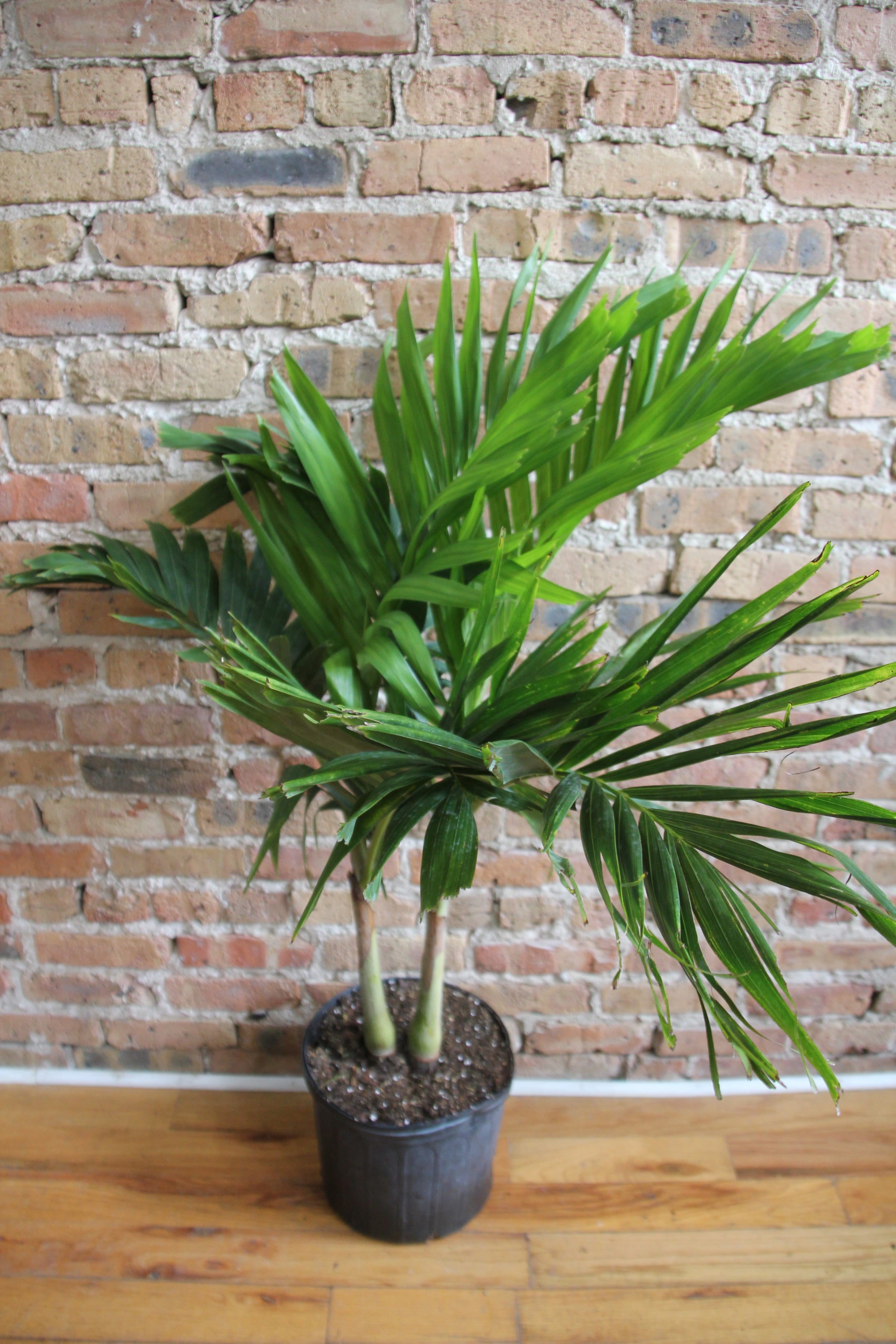 Adonidia - Christmas Palm – Chicago Plants