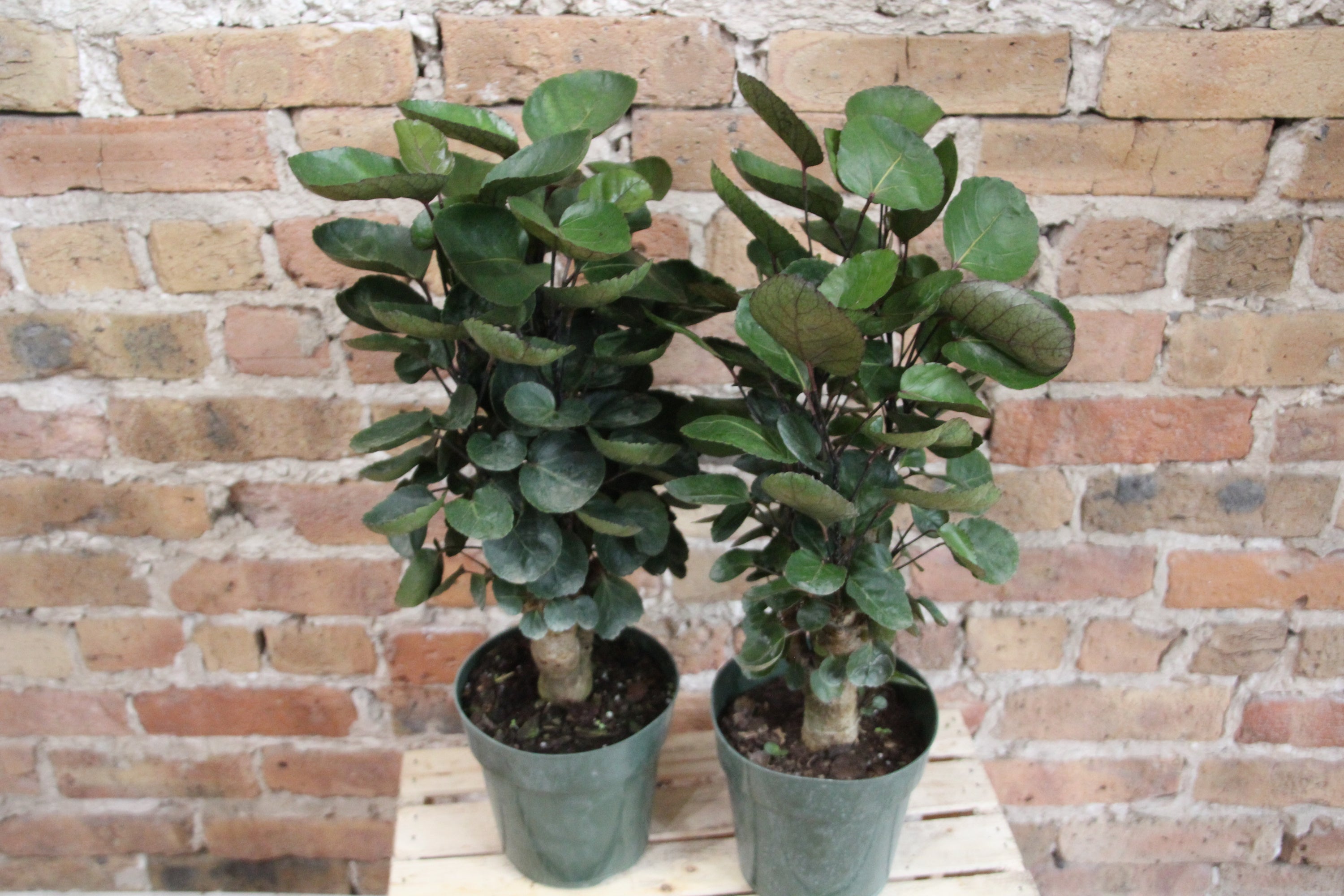 Aralia Fabian – Chicago Plants