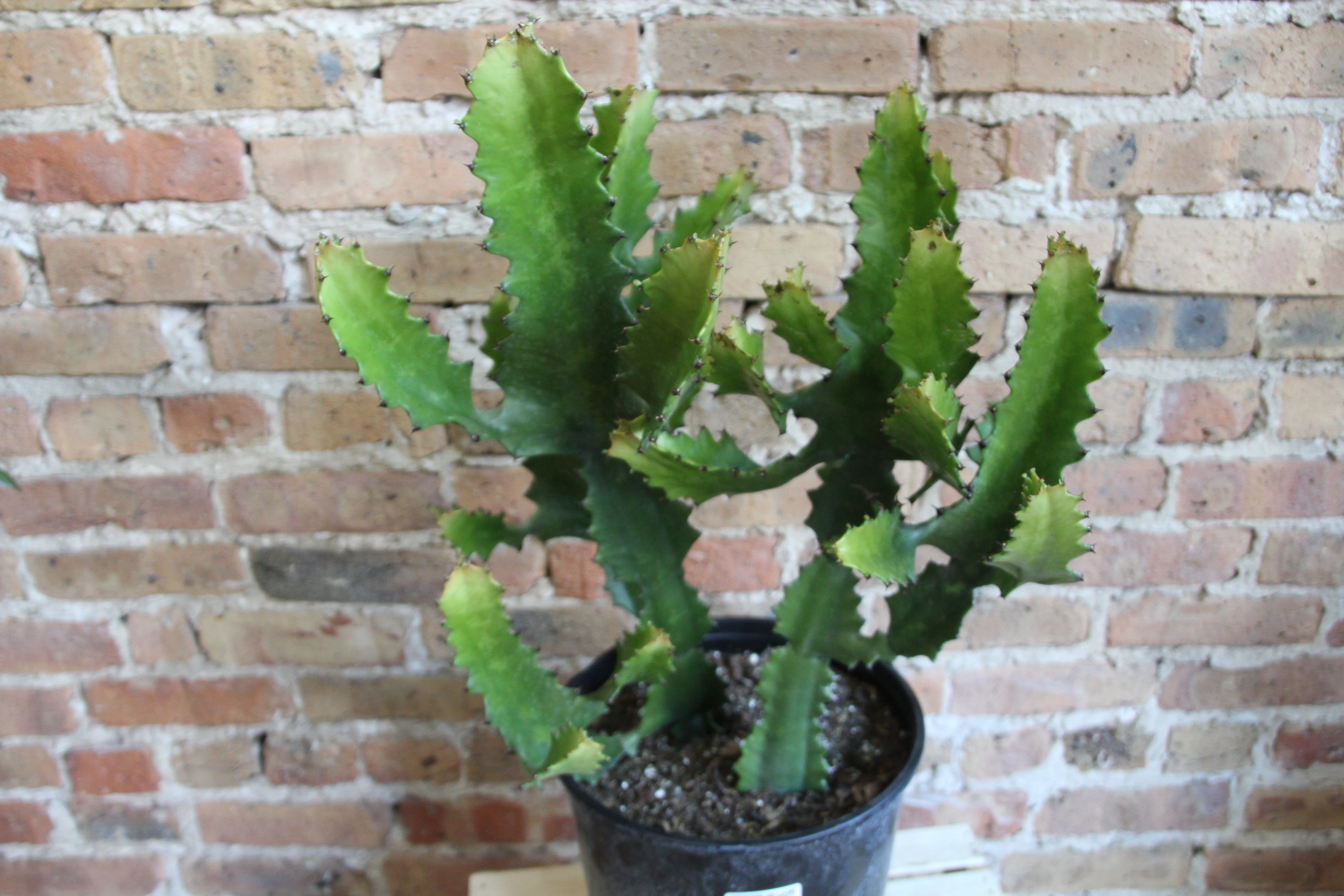 Cactus Collection – Chicago Plants
