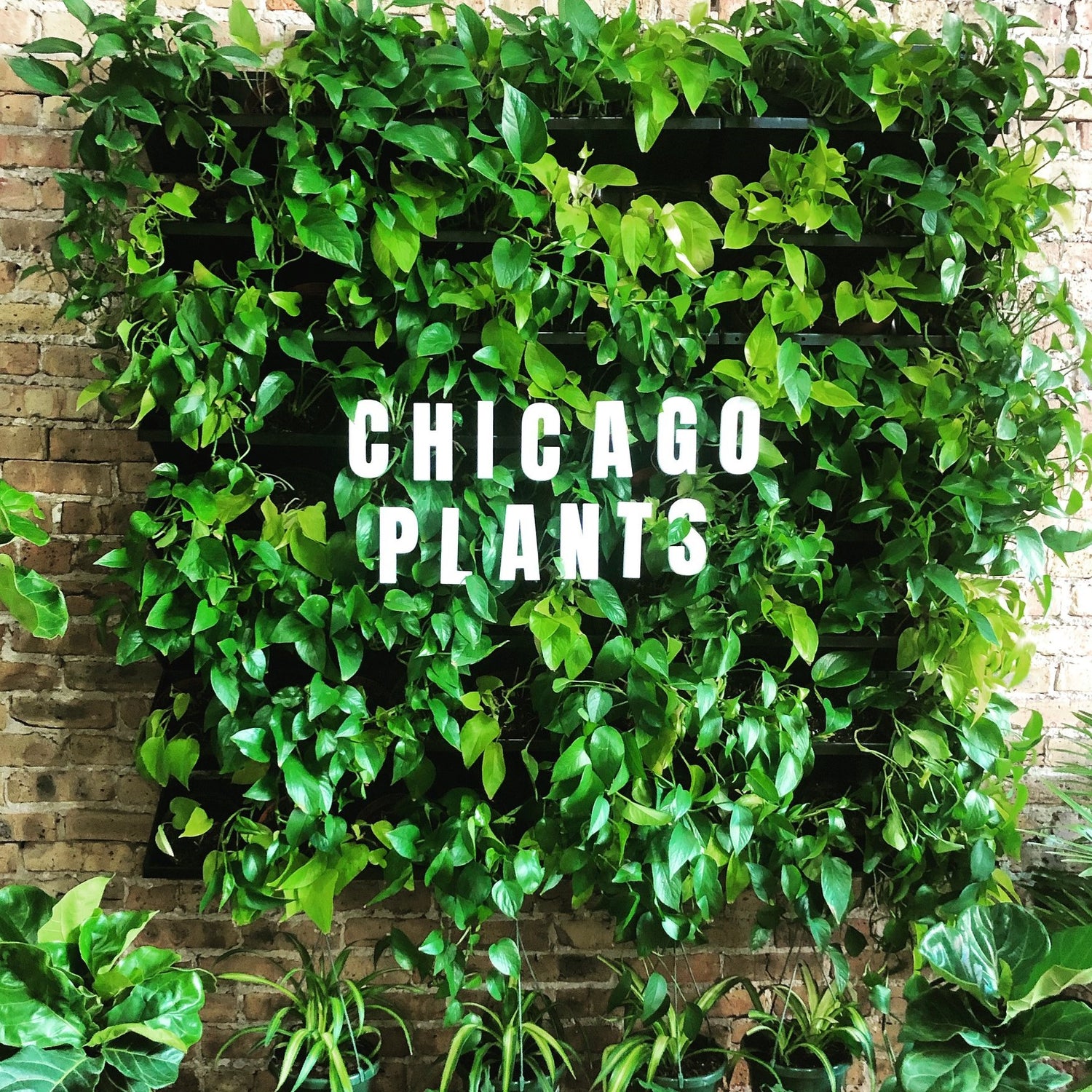 Chicago Plants