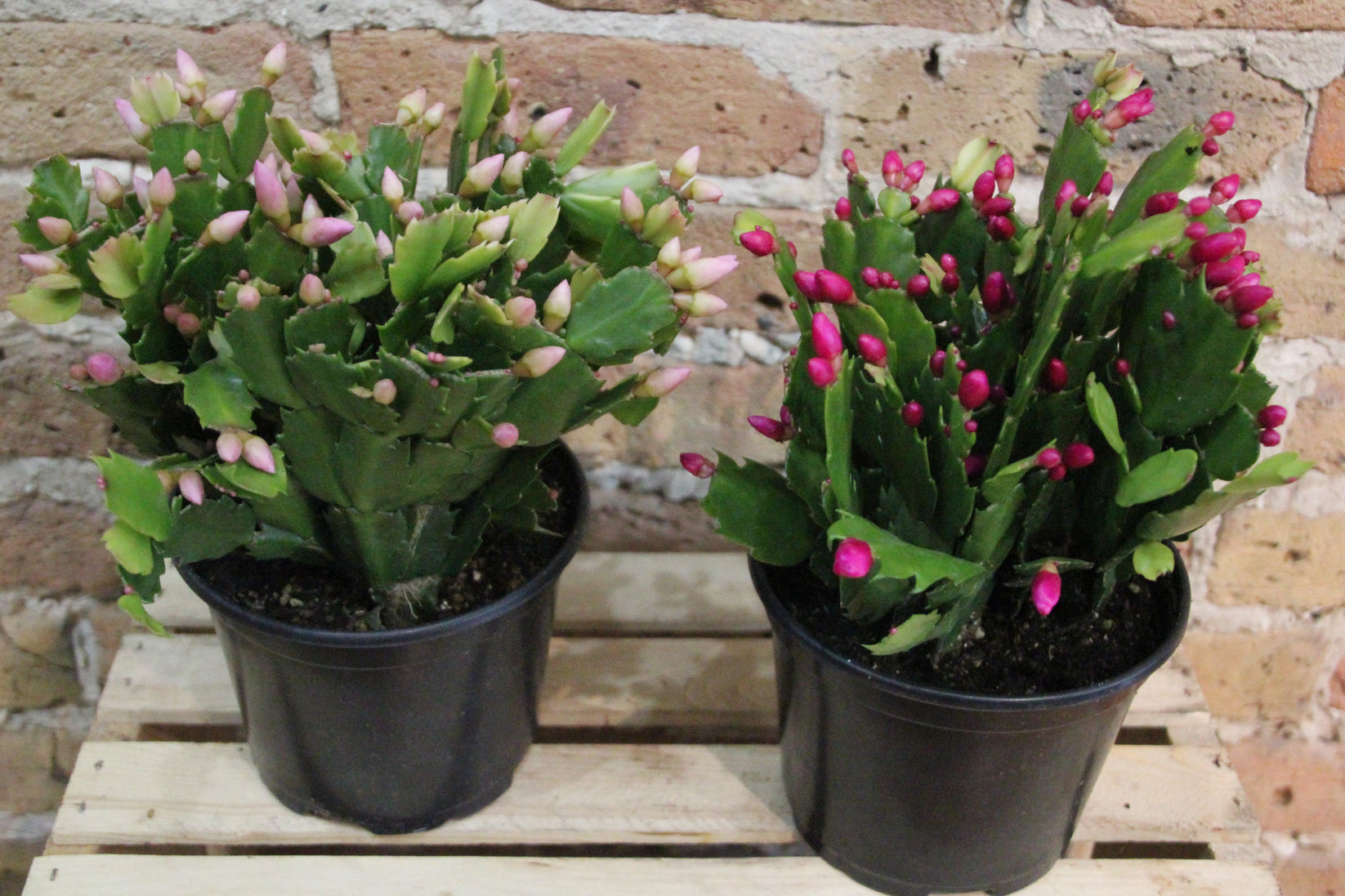 Zygo 'Christmas' Cactus – Chicago Plants