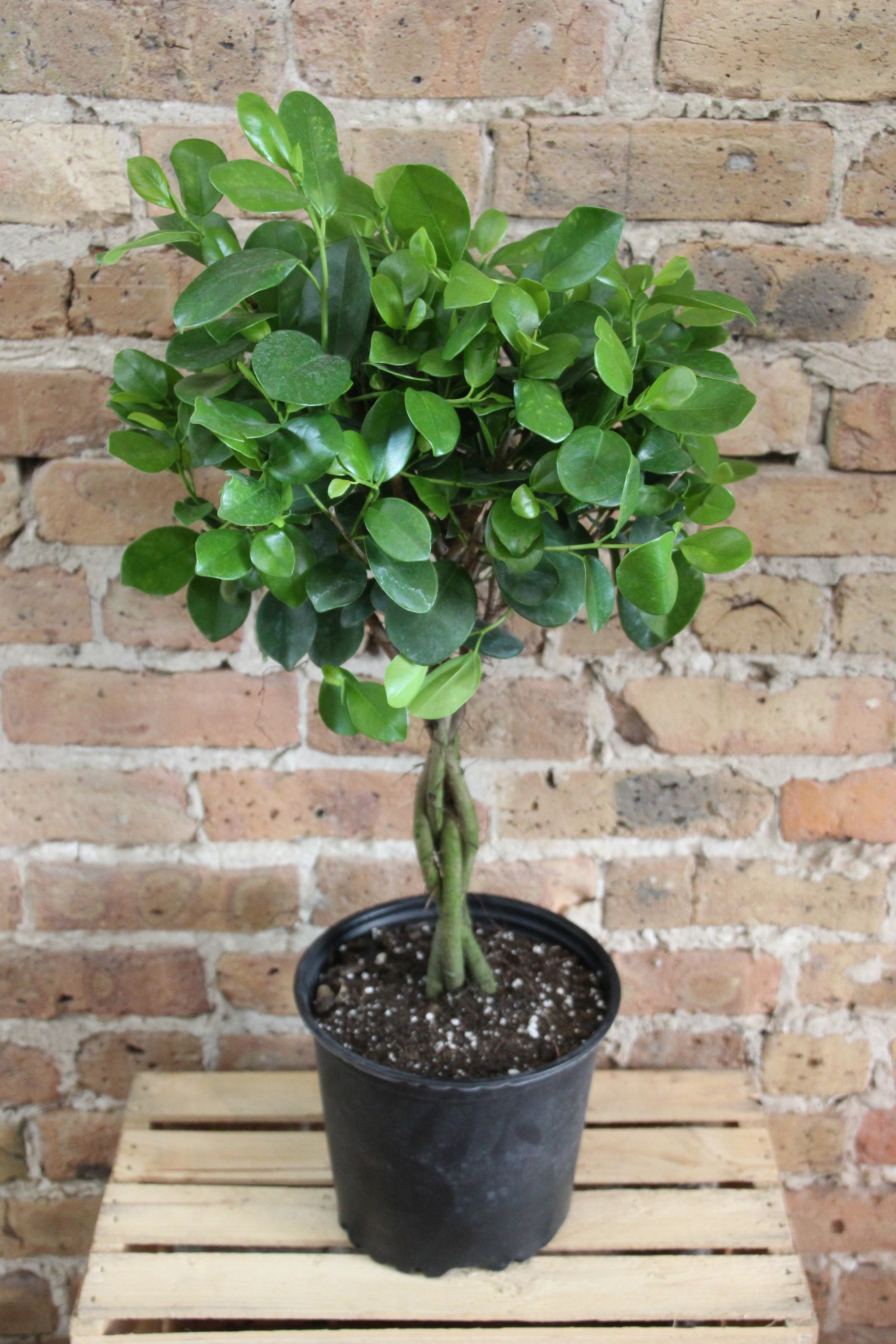 Ficus Moclame 'Danielle' – Chicago Plants