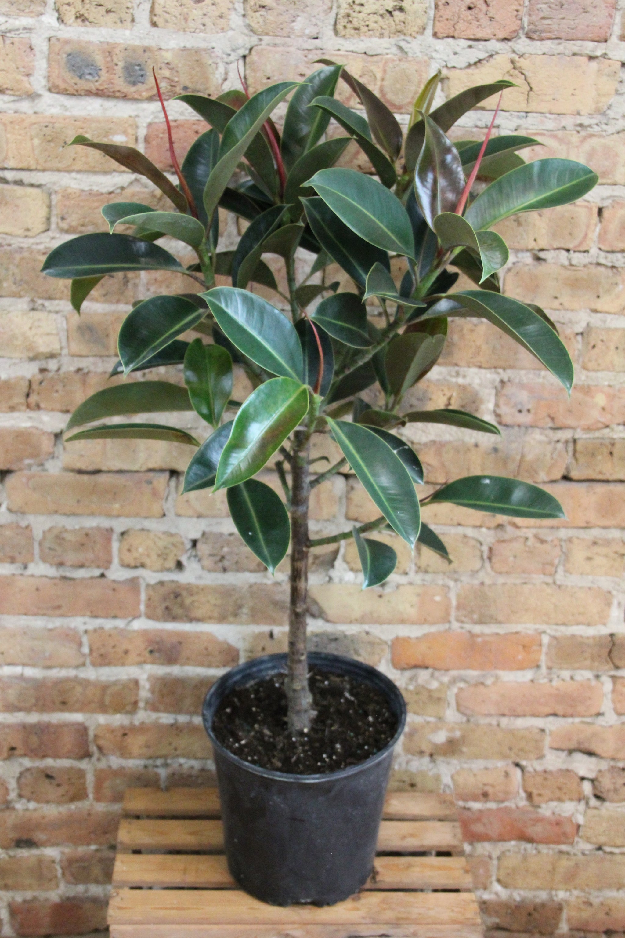 Ficus Elastica Melany – Chicago Plants