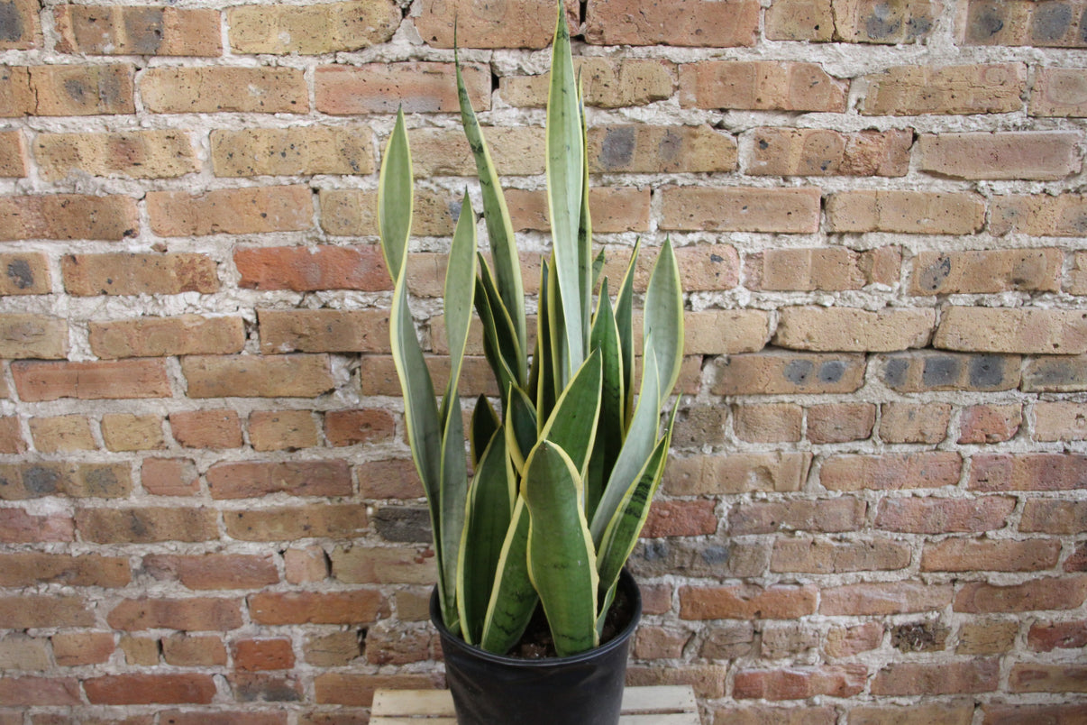 Sansevieria Silver Laurentii – Chicago Plants