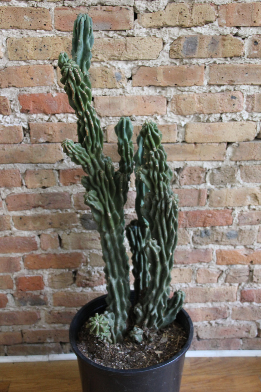 Monstrosa Cactus - Cereus Repandus – Chicago Plants